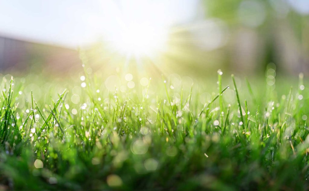 Why We Love Our Lawns: A Brief History Of American Lawn Care | Rainbow ...