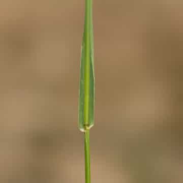 Identify & Manage Common Minnesota Weeds | Rainbow Lawncare