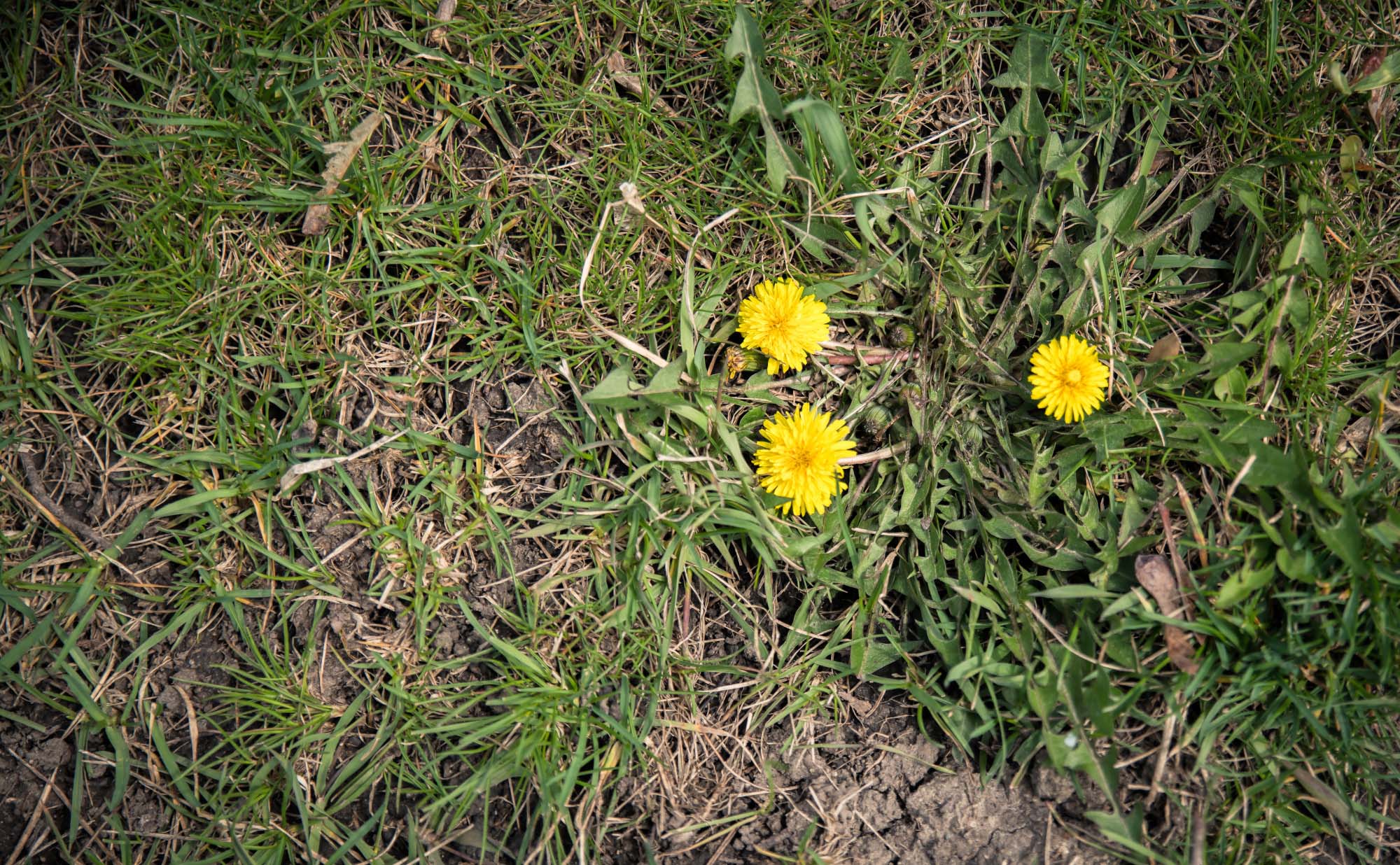 Professional Dandelion Weed Control in Minneapolis MN | Rainbow Lawncare
