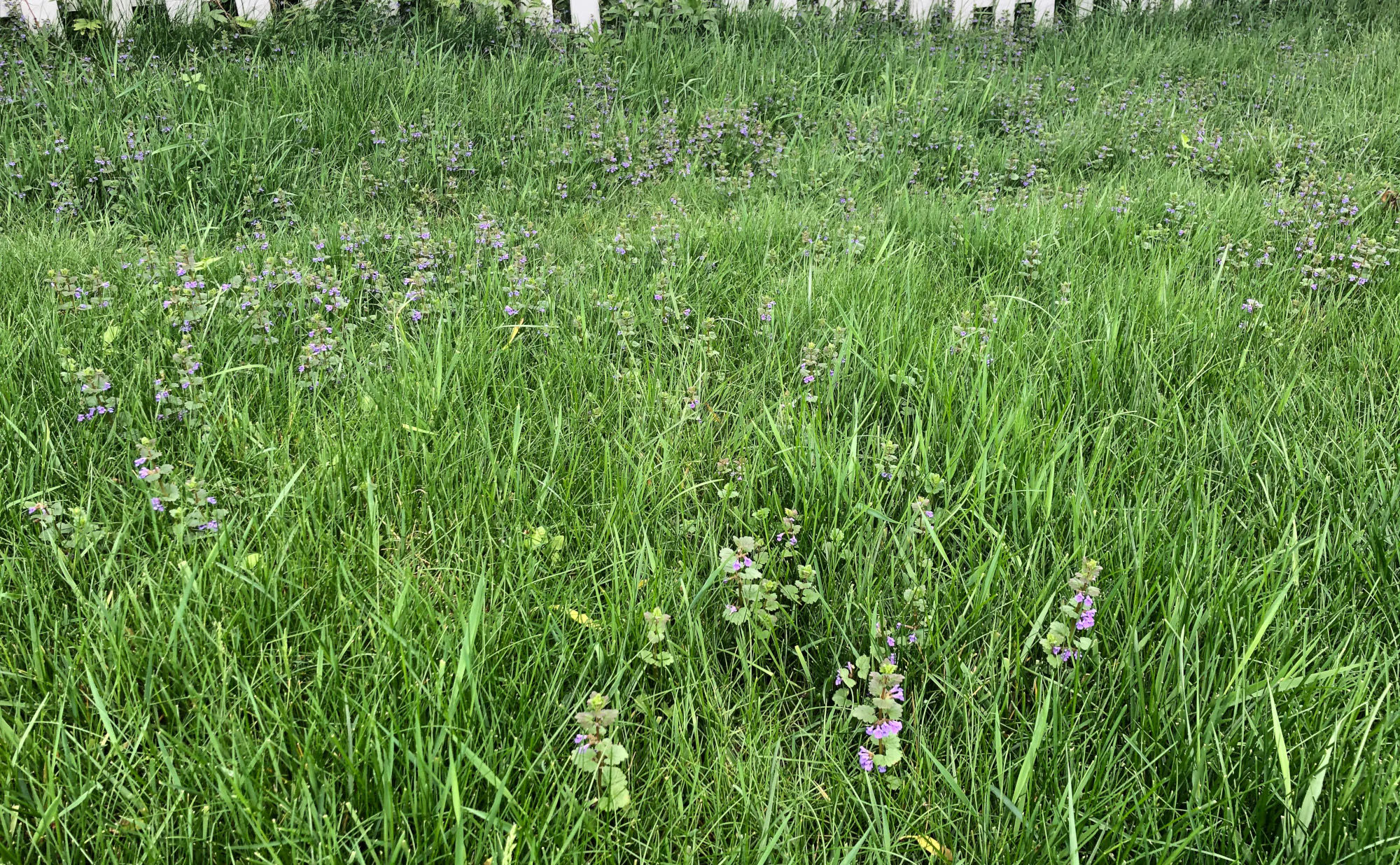 Professional Creeping Charlie Control in Minneapolis MN | Rainbow Lawncare