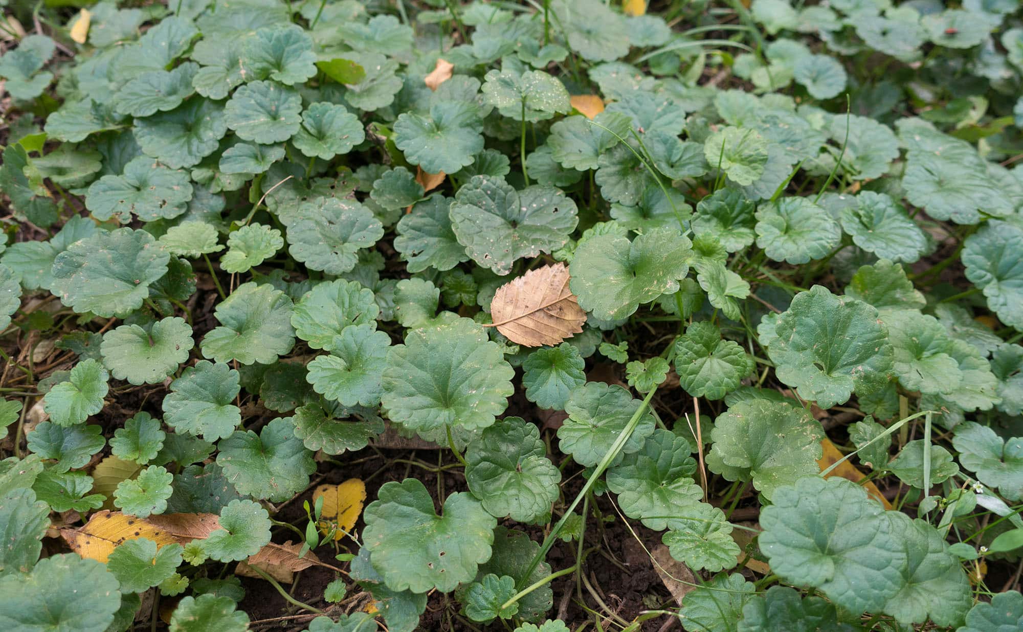 Professional Creeping Charlie Control in Minneapolis MN | Rainbow Lawncare