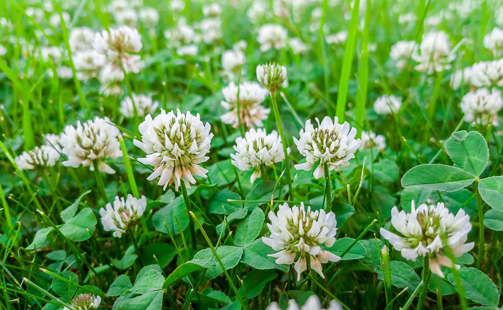 Professional White Clover Weed Control in Minneapolis MN | Rainbow Lawncare